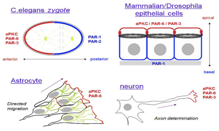 PAR-aPKC システム | 細胞生物学用語 | 一般社団法人 日本細胞生物学会