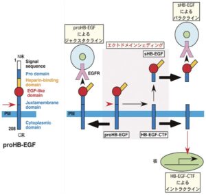 Heparin-binding EGF-like growth factor (HB-EGF) | 細胞生物学用語 | 一般社団法人 日本細胞生物学会